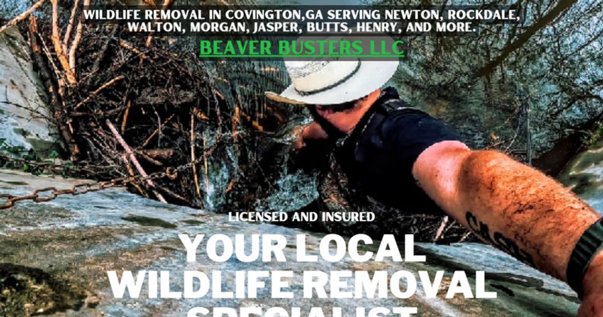 Beaver Busters LLC - Wildlife Removal